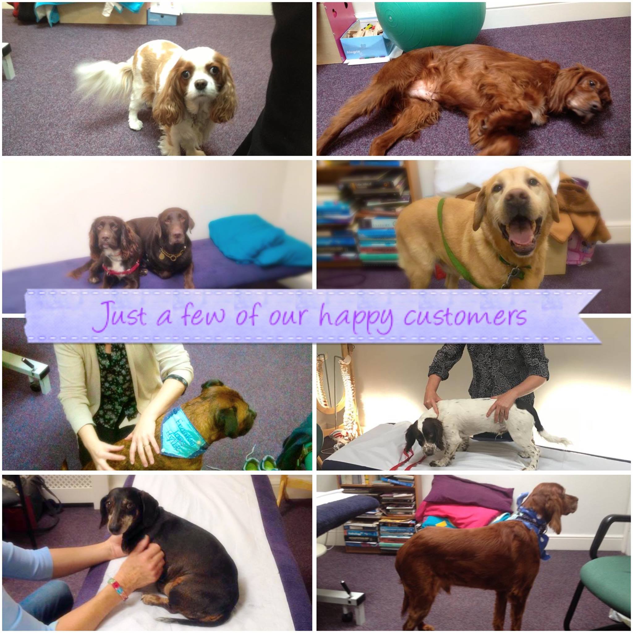 Canine Osteopath | Cumbria Osteopathy | Cumbria, Lancashire