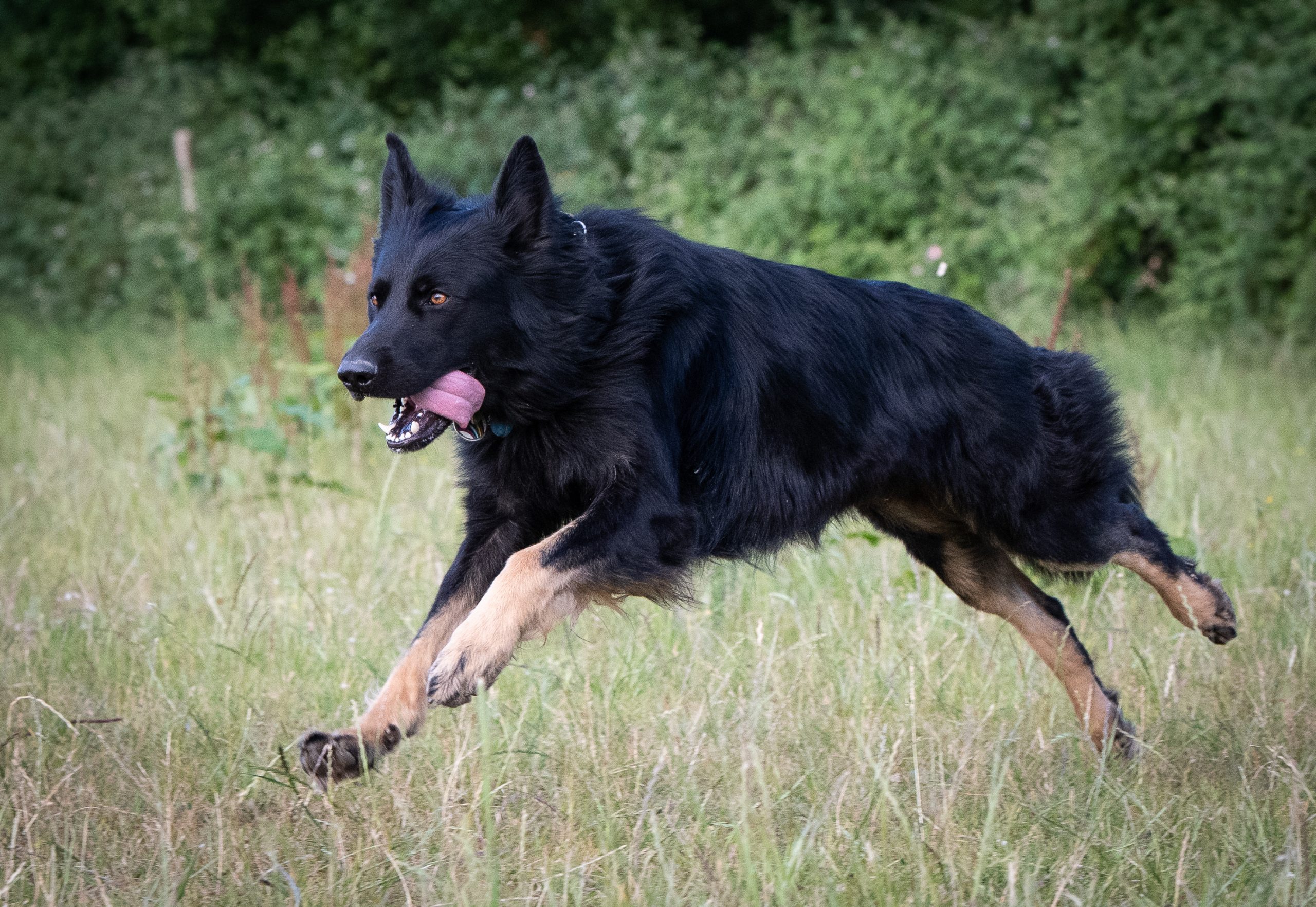 Canine Posture | Cumbria Osteopathy | Cumbria, Lancashire